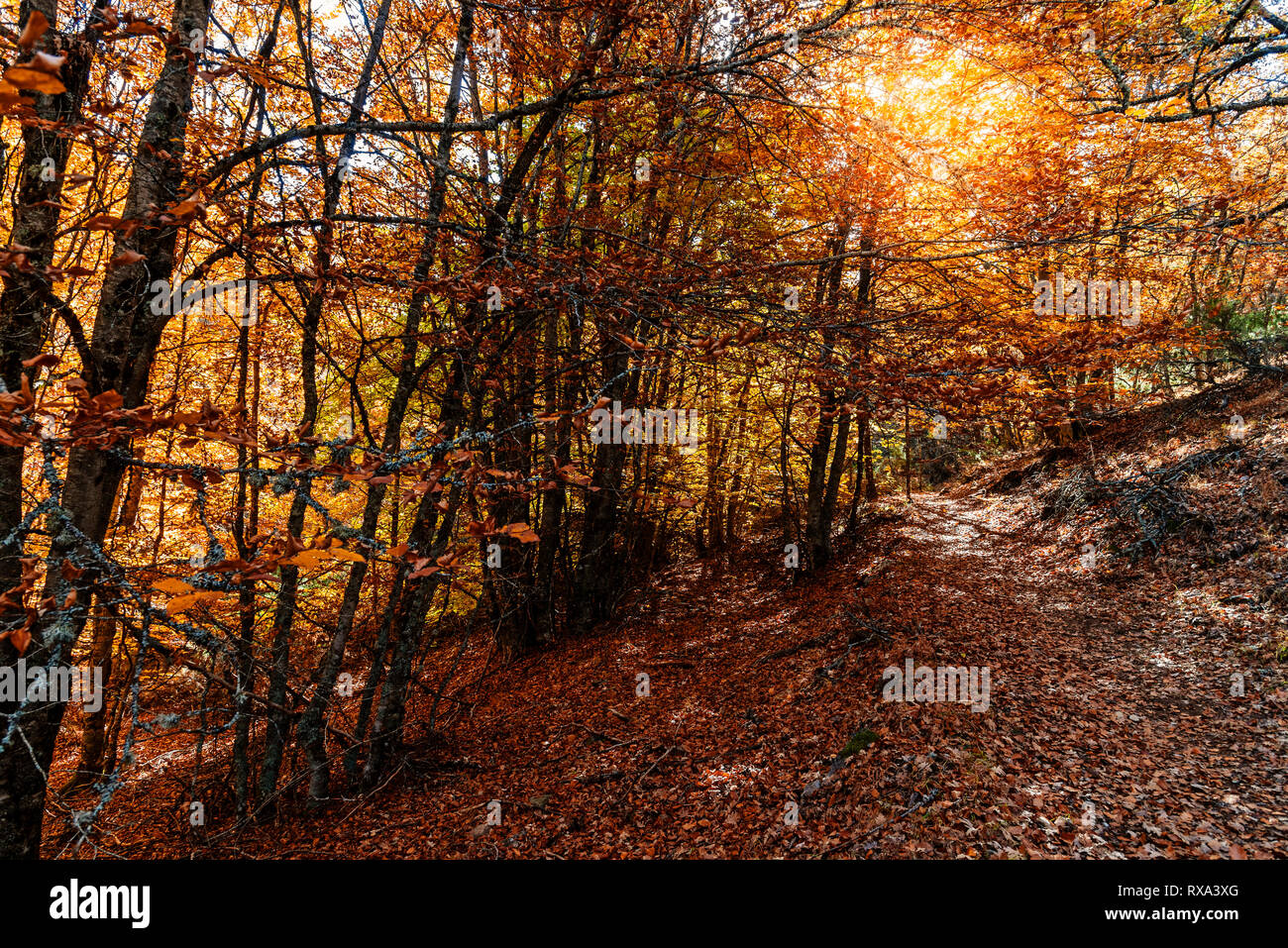 Beech tree during autumn hi-res stock photography and images - Alamy