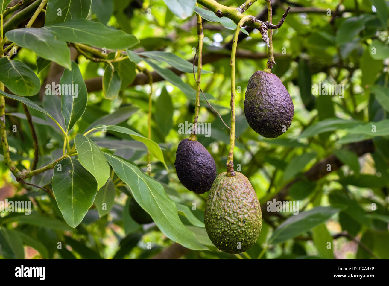 Avocados on tree hi-res stock photography and images - Alamy