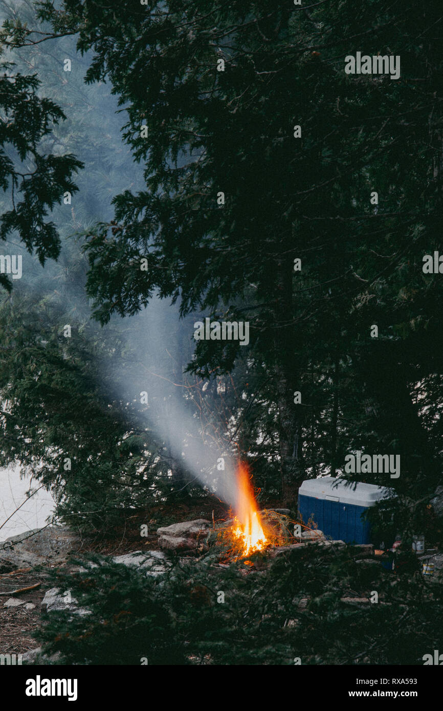 Campfire against trees in forest Stock Photo - Alamy