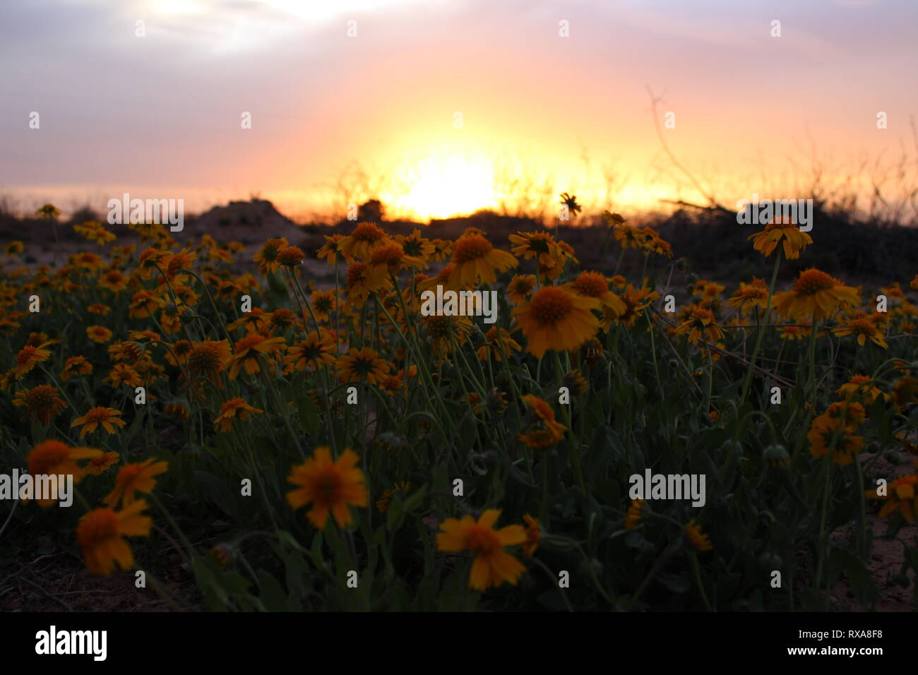 Sunset behind flowers Stock Photo - Alamy