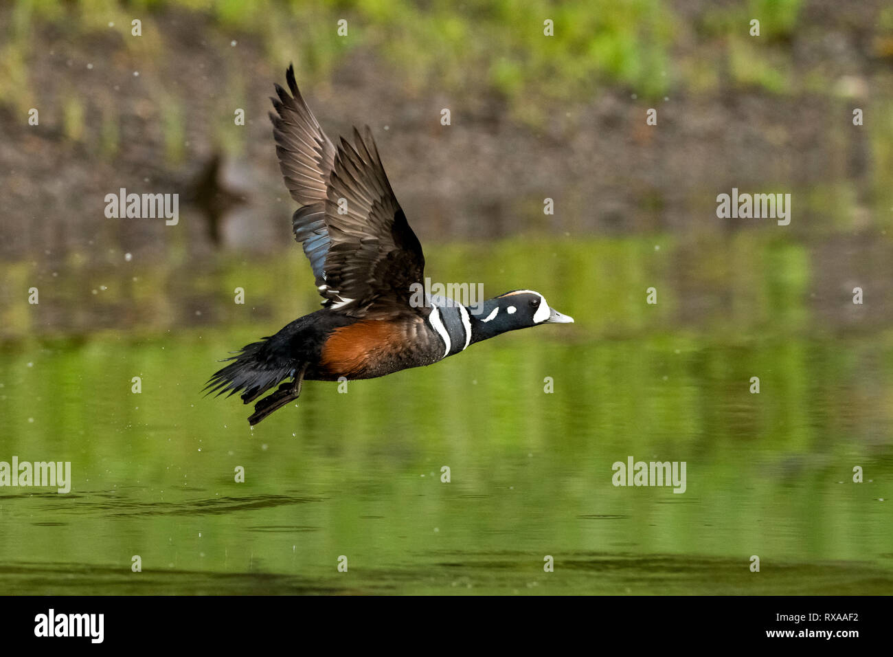 Adult male drake harlequin duck histrionicus histrionicus in flight hi ...