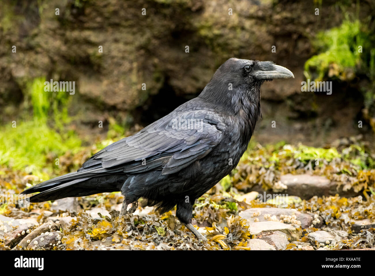Common Raven (Corvus corax), Khutzeymateen Grizzly Bear Sanctuary ...
