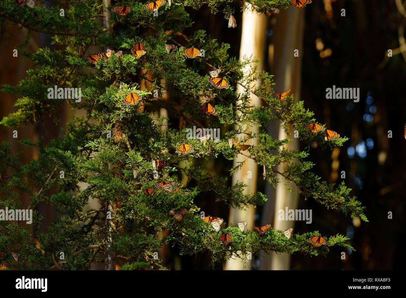 Multiple monarch butterflies sitting on a green tree branch Stock Photo ...
