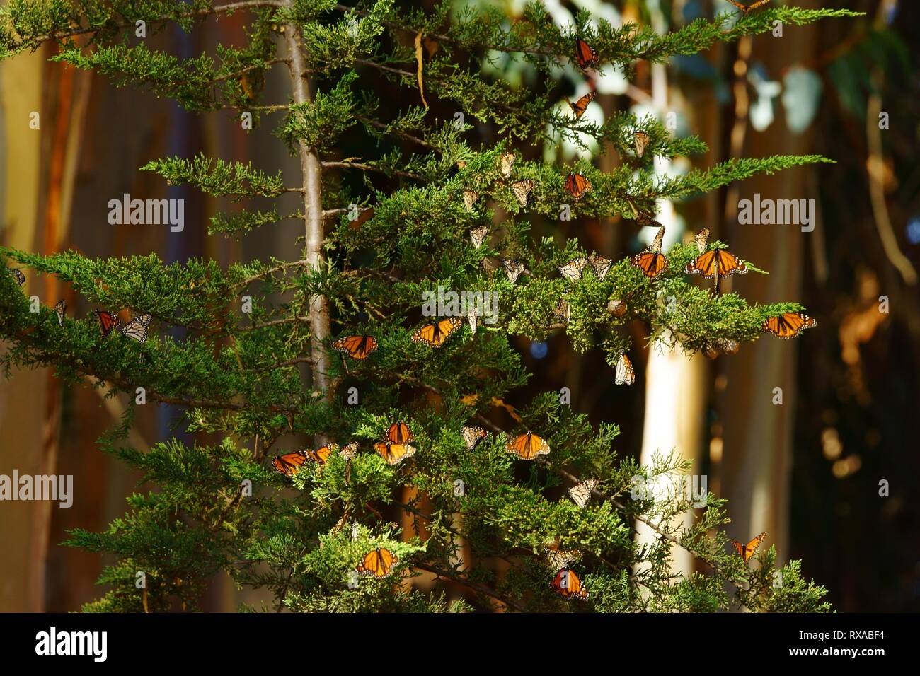 Multiple monarch butterflies sitting on a green tree branch Stock Photo ...