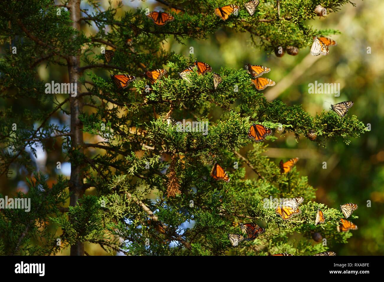 Multiple monarch butterflies sitting on a green tree branch Stock Photo ...