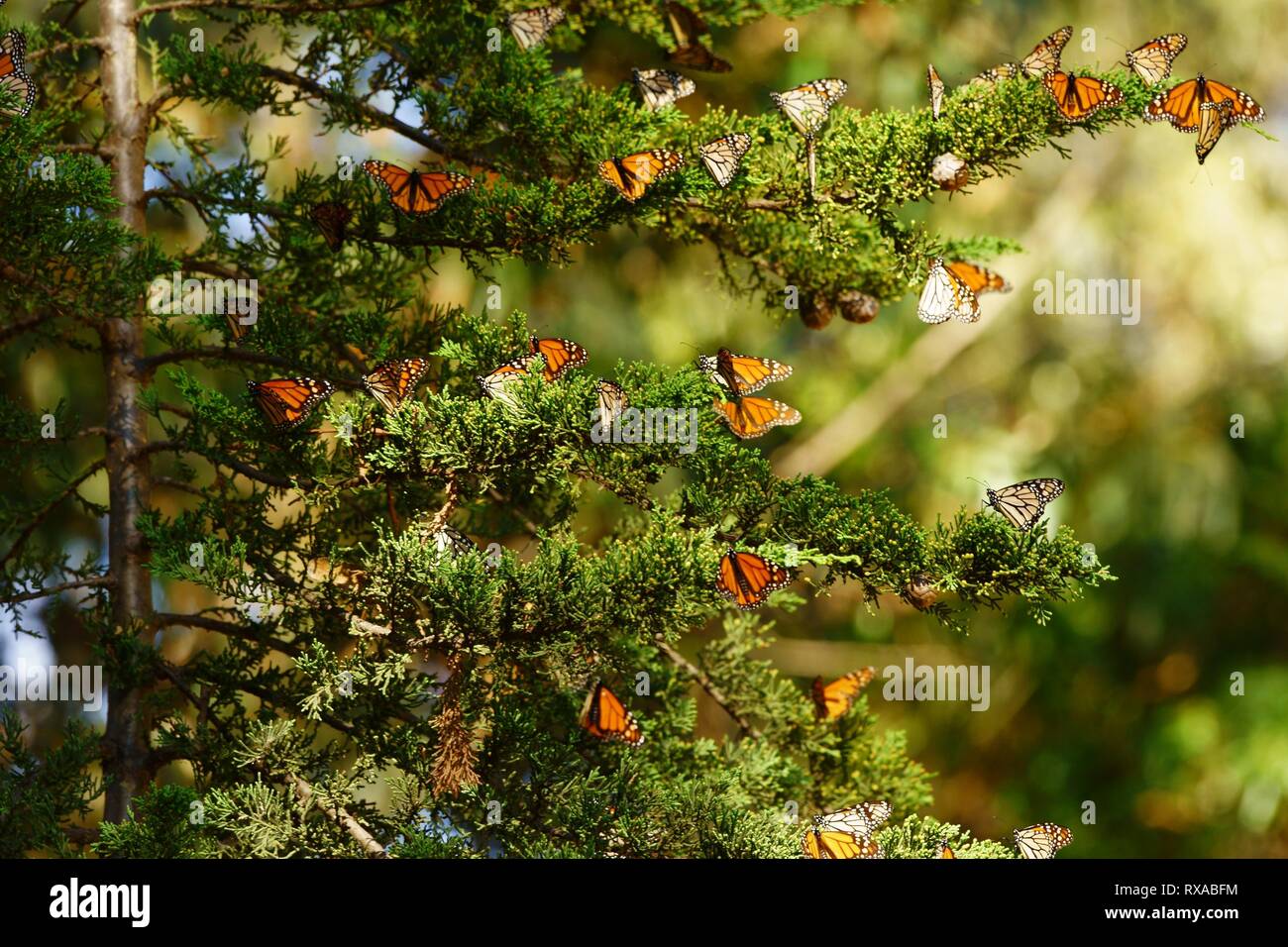 Multiple monarch butterflies sitting on a green tree branch Stock Photo ...