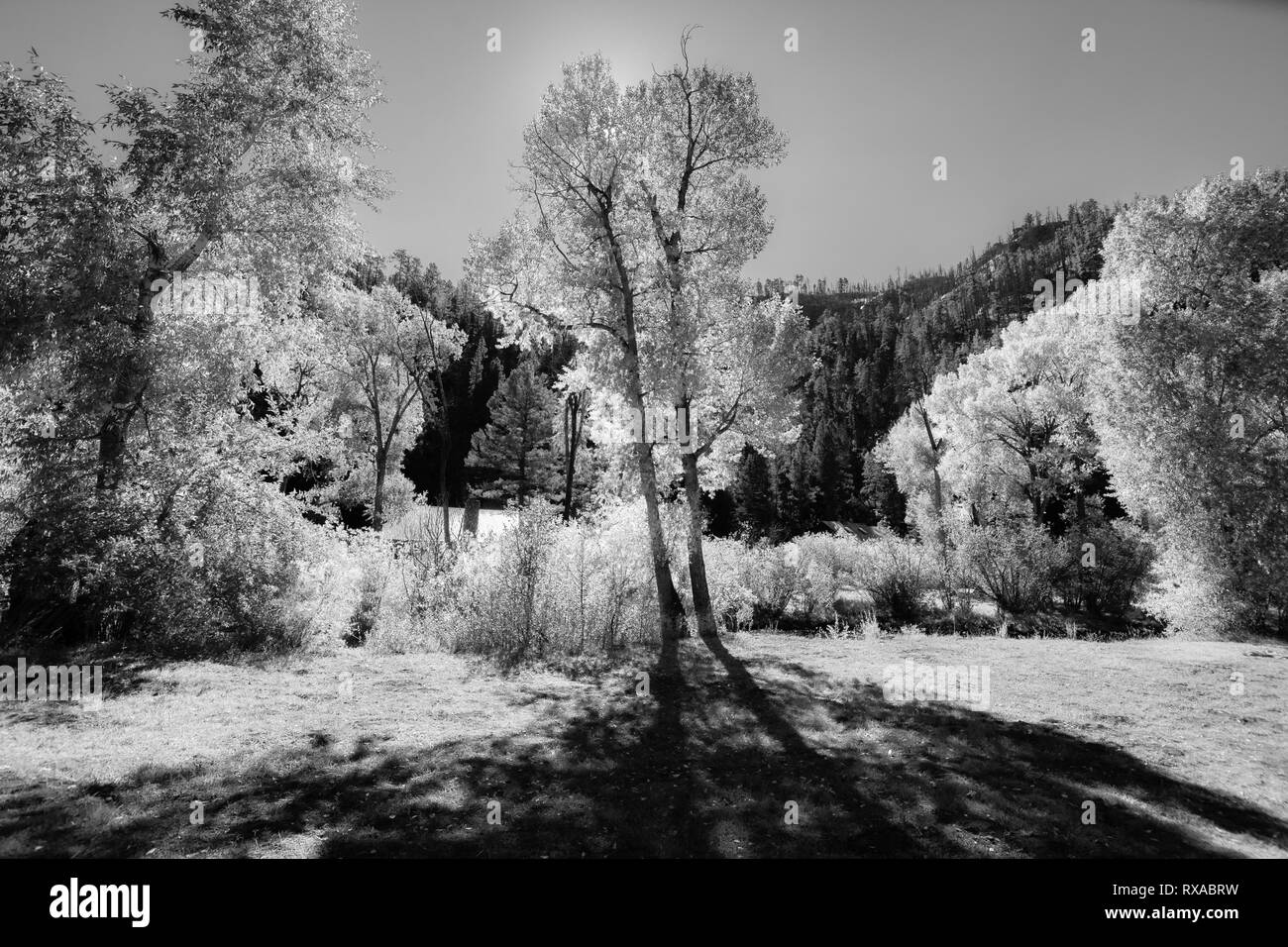 Black and white photo of forest at dawn with sun rays and shadows Stock ...