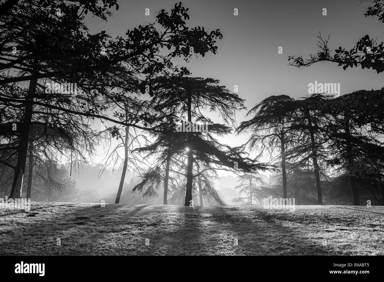 Black and white photo of forest at dawn with sun rays and shadows Stock ...