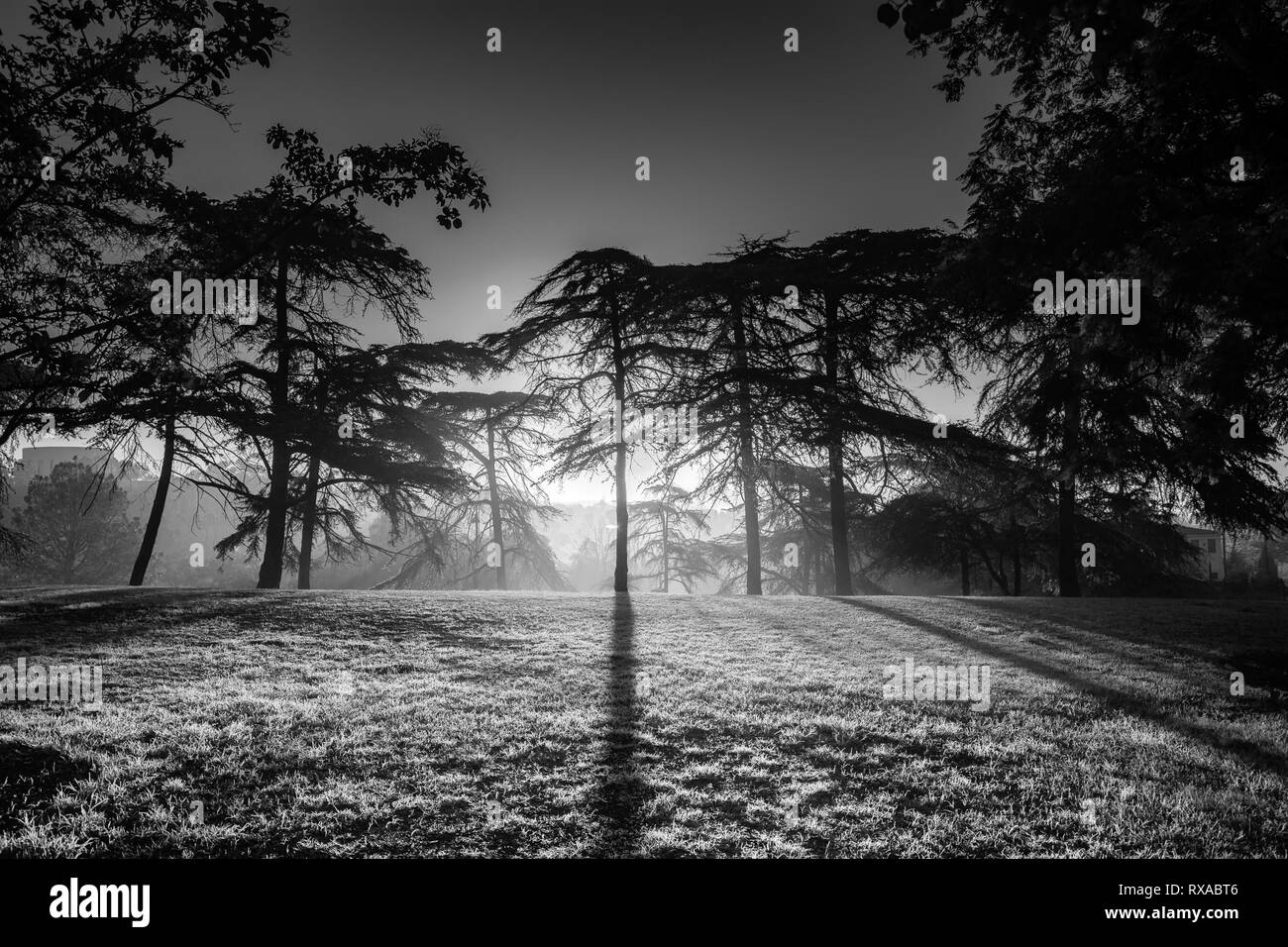 Black and white photo of forest at dawn with sun rays and shadows Stock ...