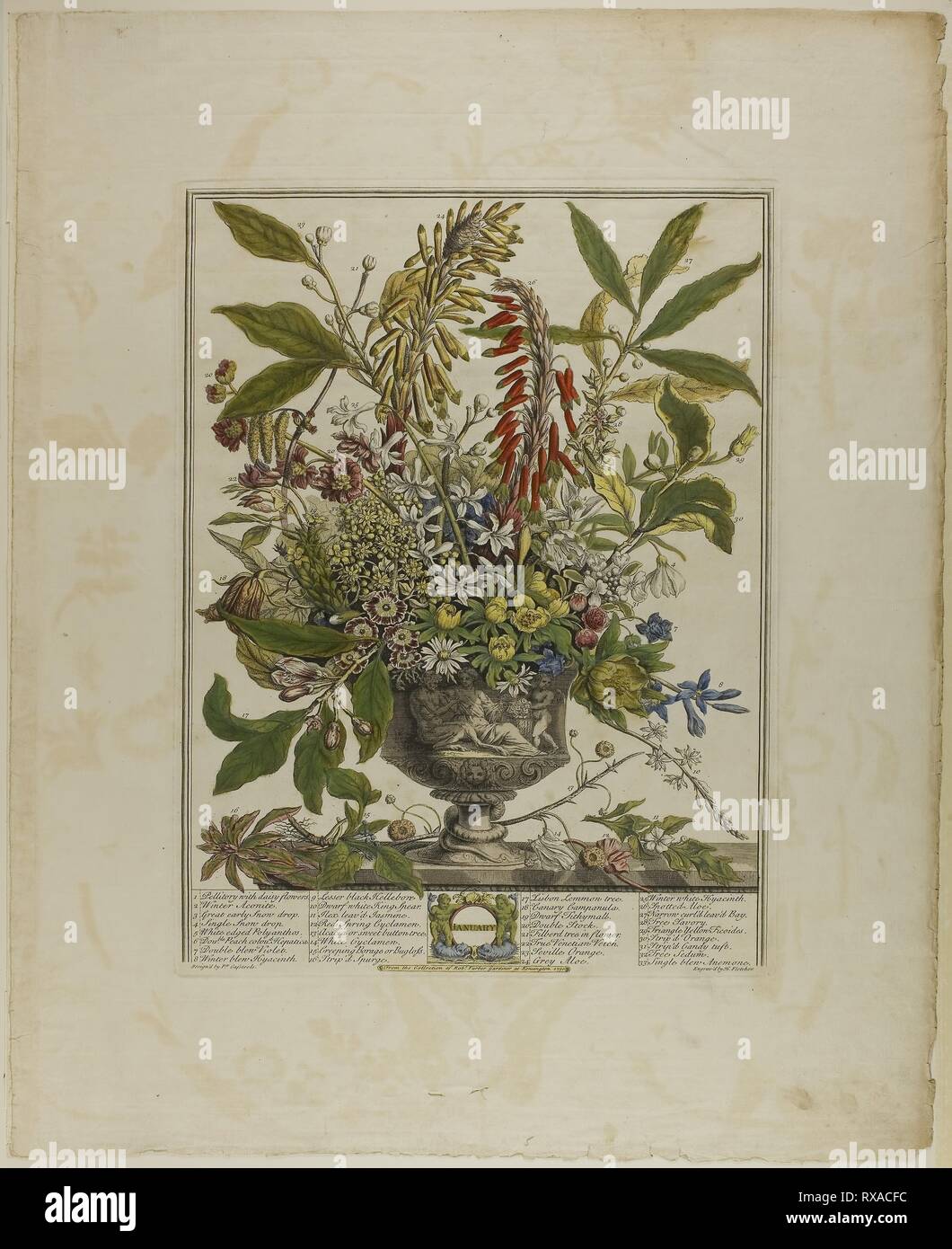 January, from Twelve Months of Flowers. Henry Fletcher (English, 1710 ...