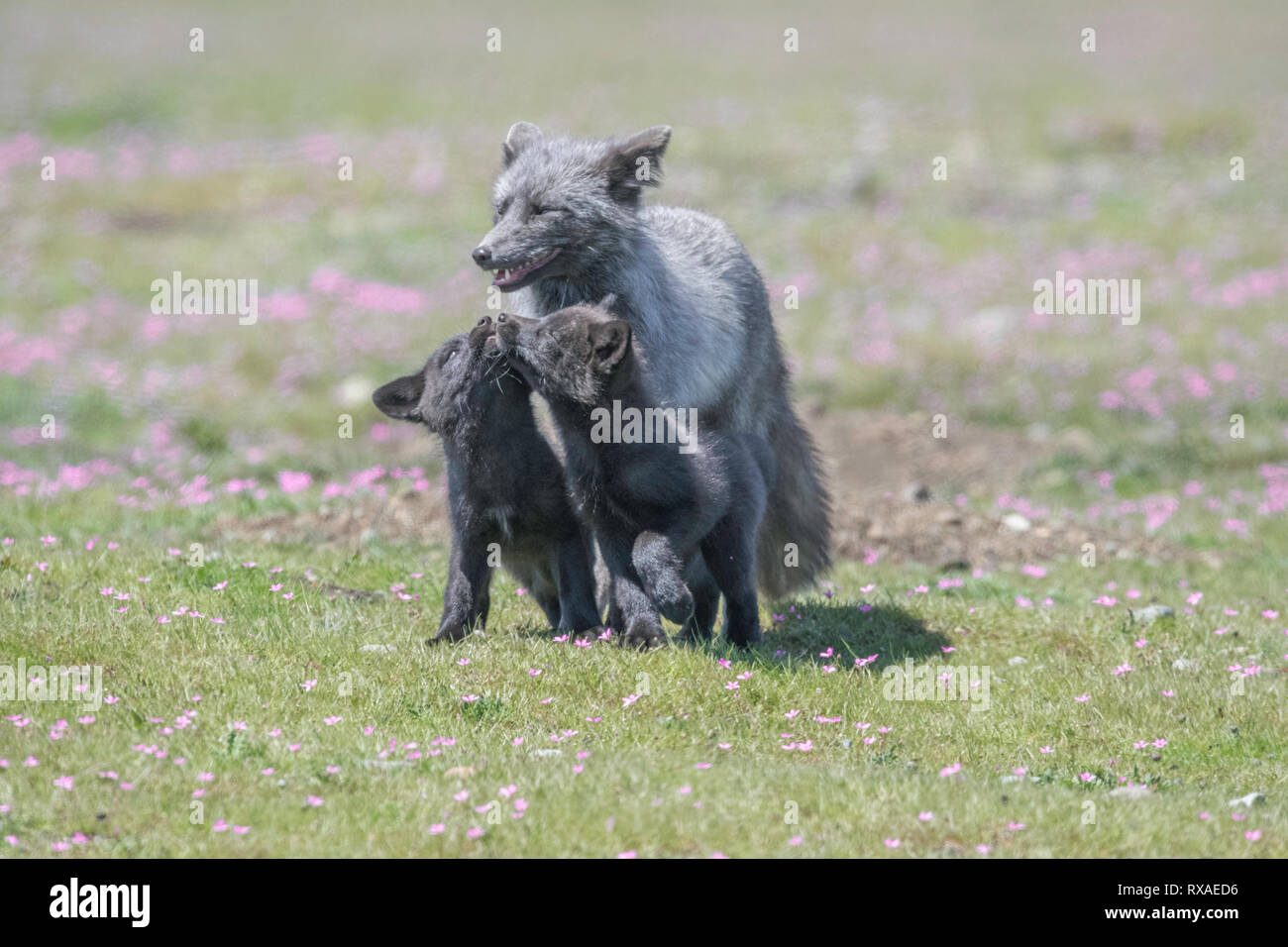 An adult female cross fox in a meadow full of wildflowers with kits ...