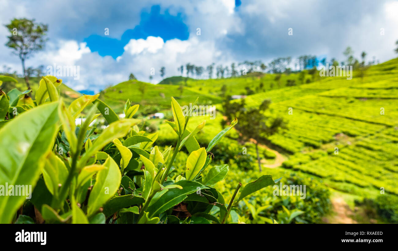 Famous green tea plantation landscape view from Lipton's Seat, Haputale ...