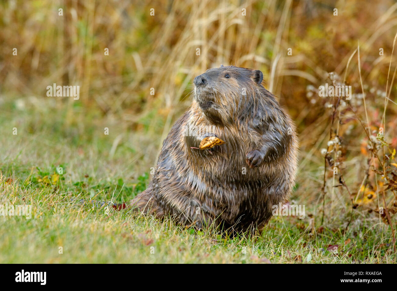 Large beaver, Castor canadensis, in autumnm Elk Island National Park ...
