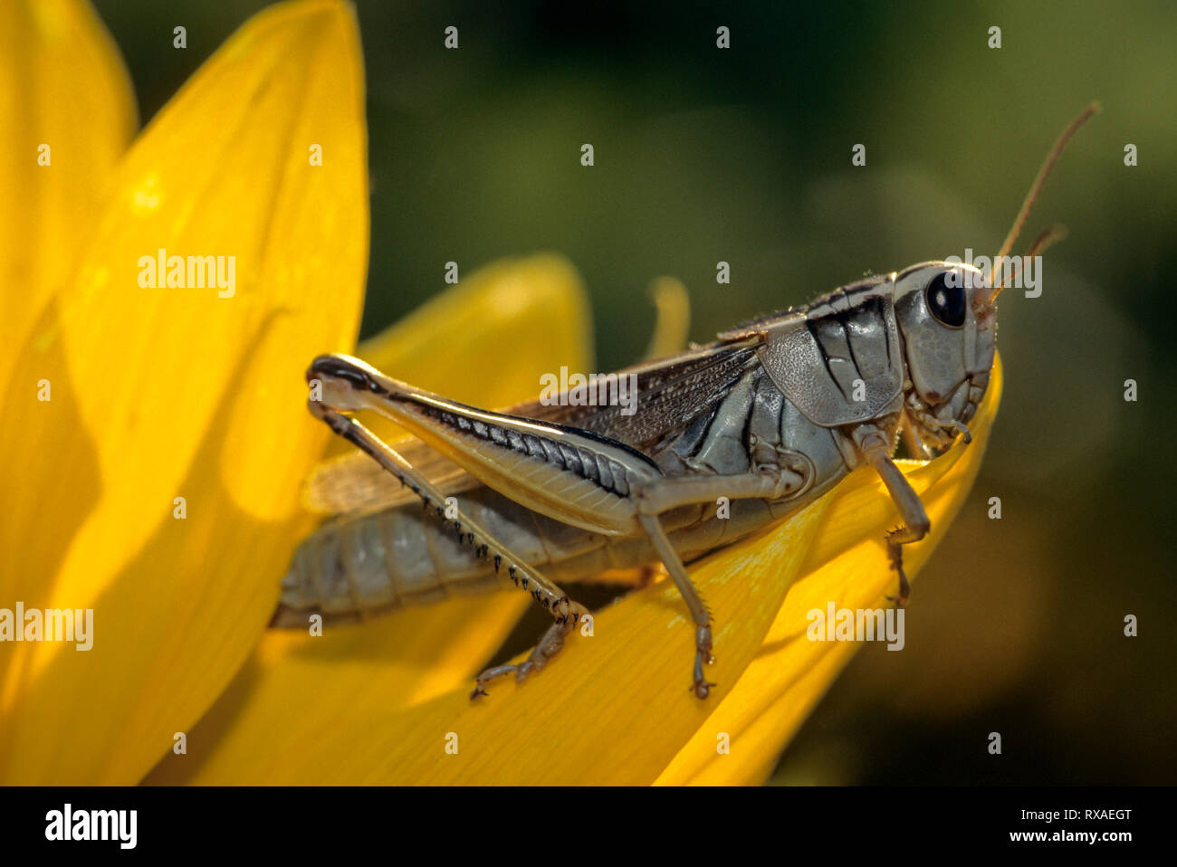 Grasshopper, Melanoplus sp., on oilseed sunflower blossom, Saskatchewan ...