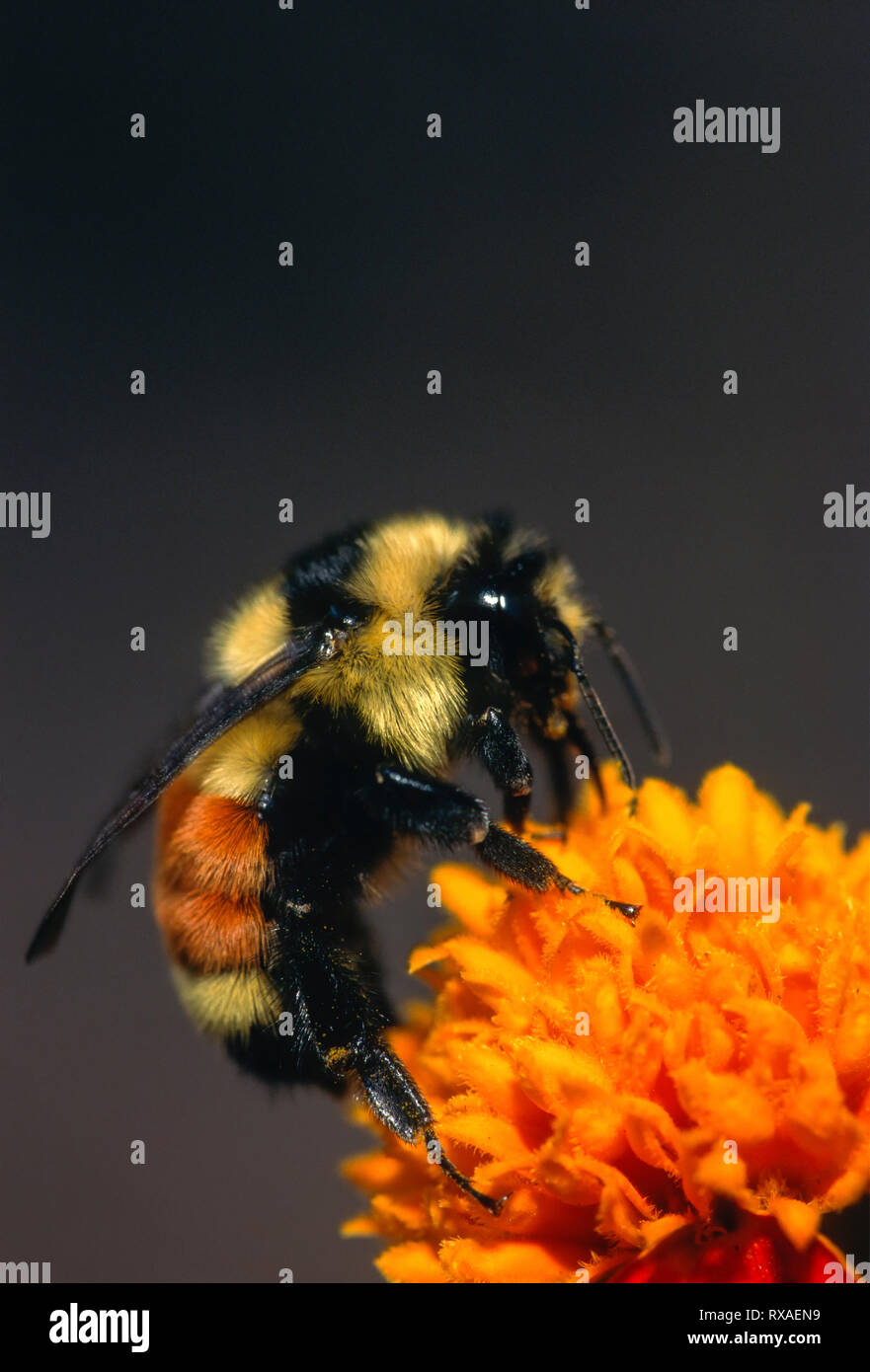 Tricolored bumble bee hi-res stock photography and images - Alamy