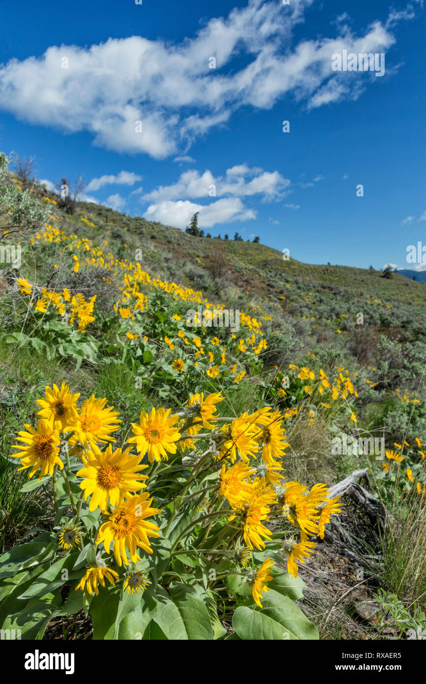 Arrowleaf balsam root flowers on hillside hi-res stock photography and ...