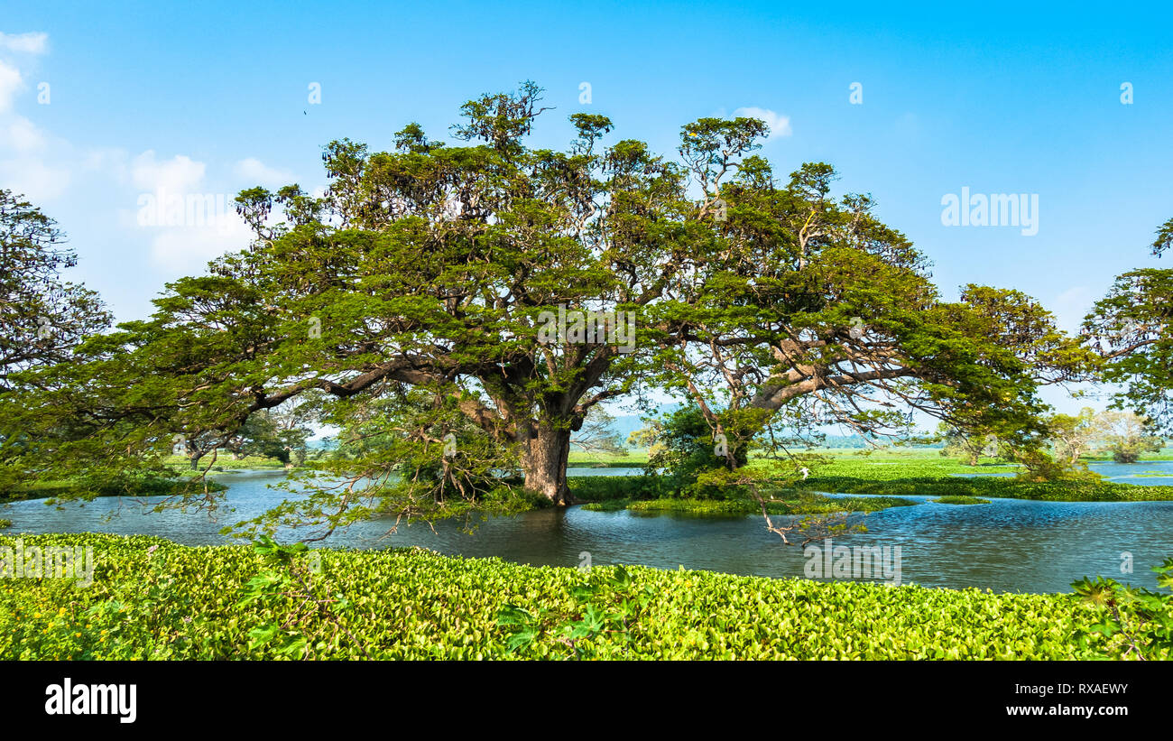 Fruit bat trees. Tissamaharama, Sri Lanka Stock Photo - Alamy