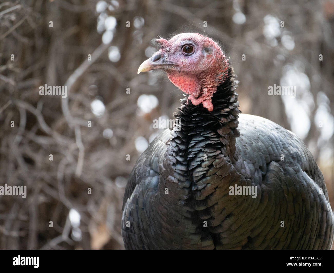 Close up of a wild turkey hen's head, neck, and chest with the head in ...