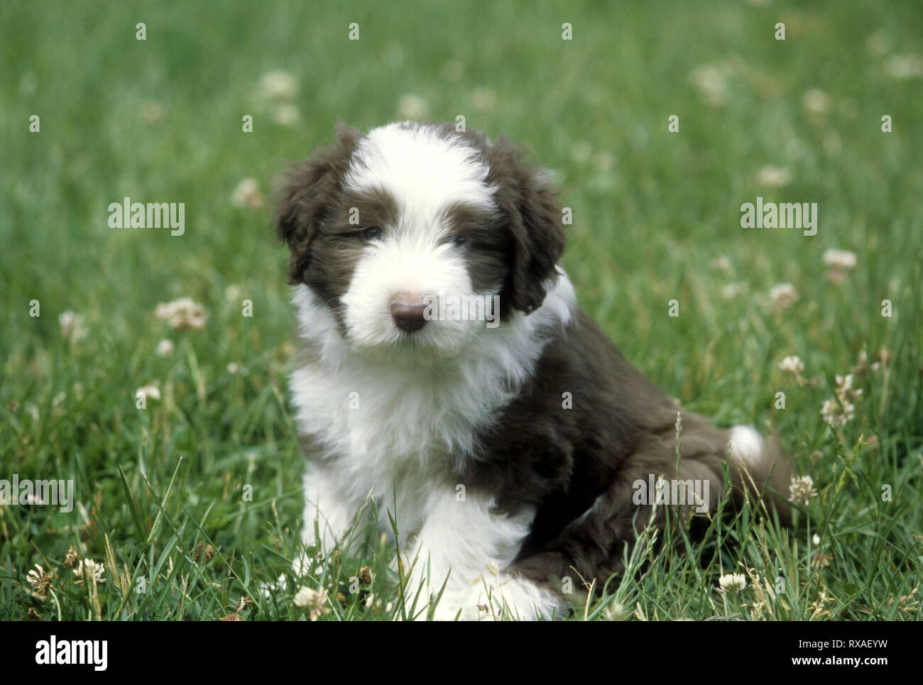 Bearded collie puppies hi-res stock photography and images - Alamy