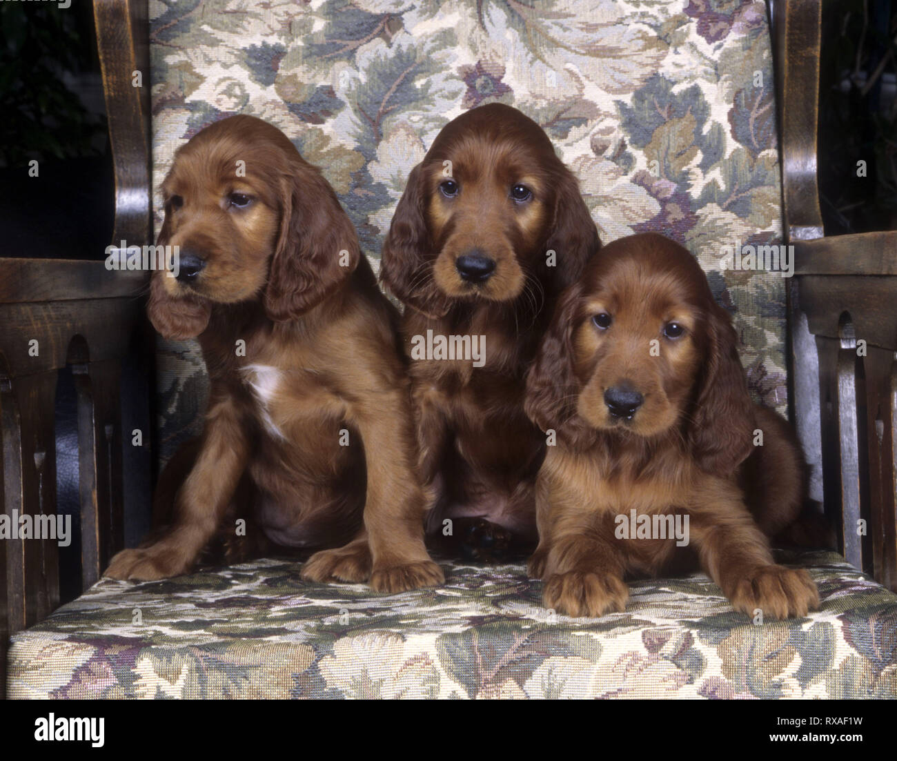 3 Irish Setter Puppies on a chair, one lying down, 2 sitting. Closeup ...