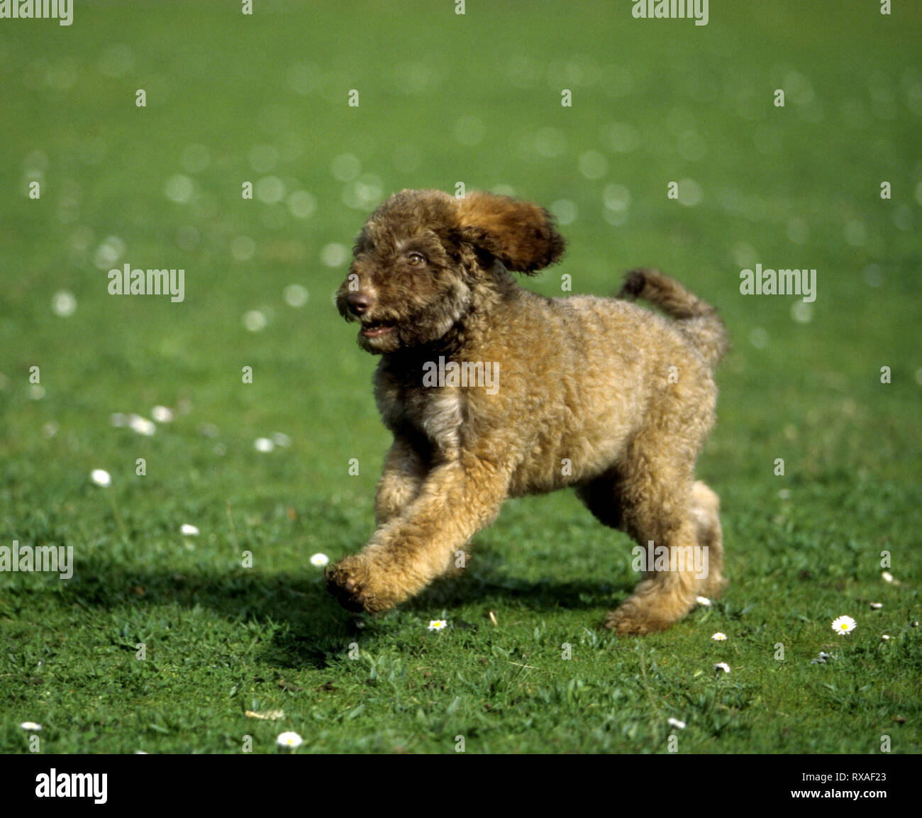 Labradoodle Puppy running Stock Photo - Alamy