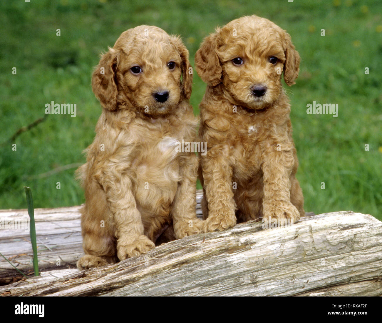 Labradoodle Puppies standing behind log with front legs on log Stock ...