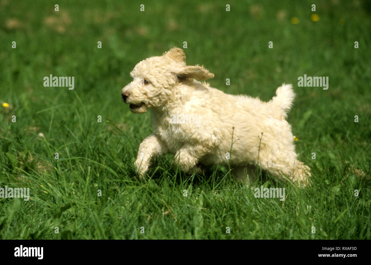 Labradoodle Puppy running in high grass Stock Photo - Alamy