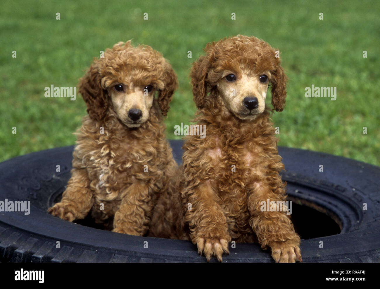 2 Miniature Poodle Puppies standing inside empty tire. Facing forward ...