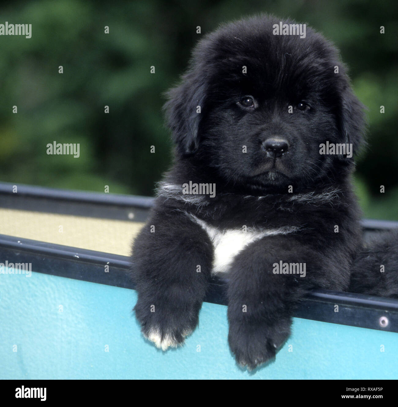 Newfoundland Puppy in canoe with legs hanging out Stock Photo - Alamy