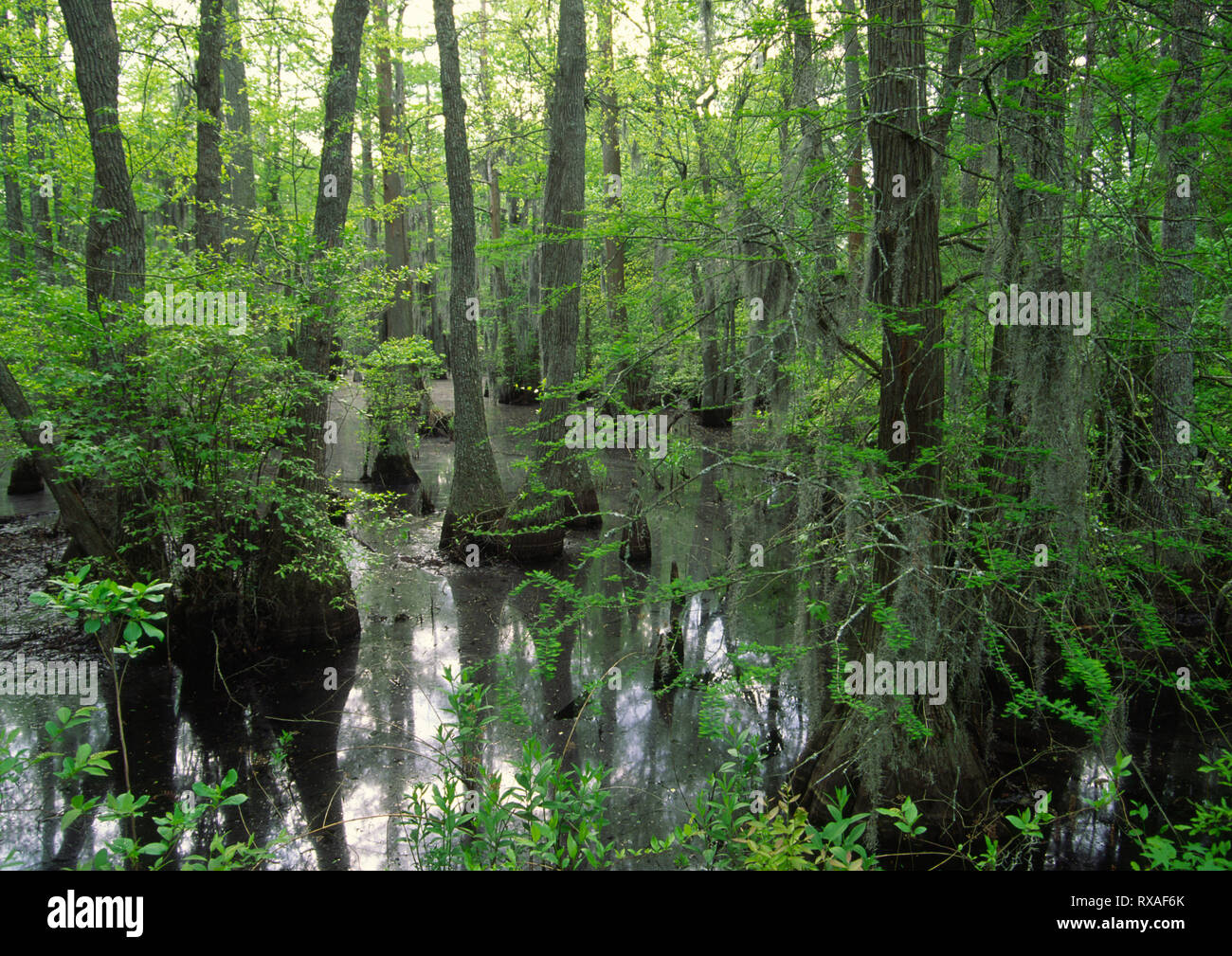 Great Dismal Swamp