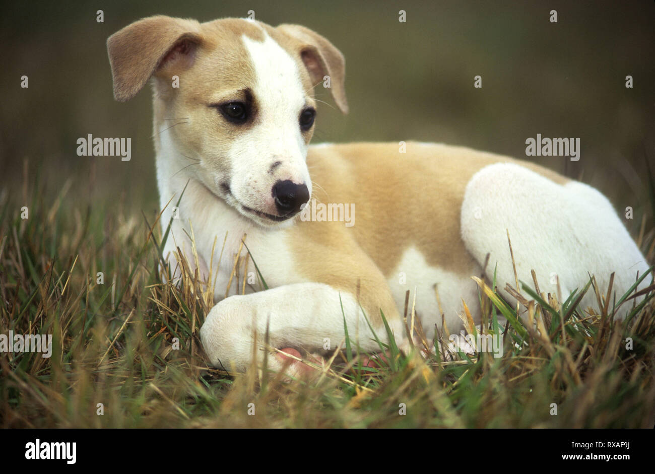 Whippet Puppy lying n grass, front legs folded, looking to the back ...