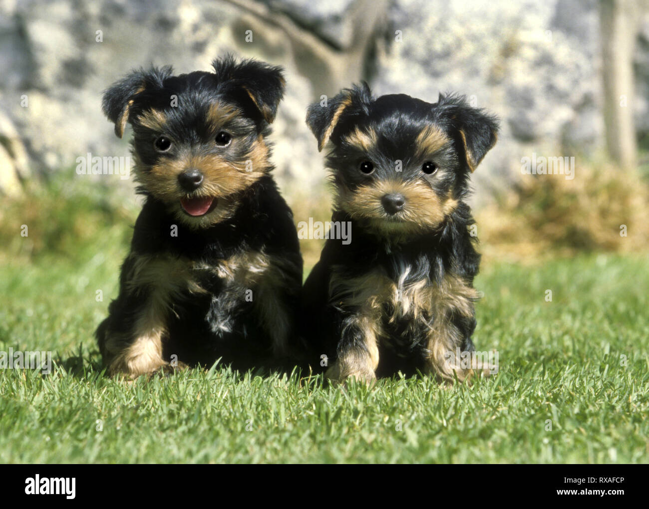 2 Yorkshire Terrier Puppies sitting side by side in the grass Stock ...