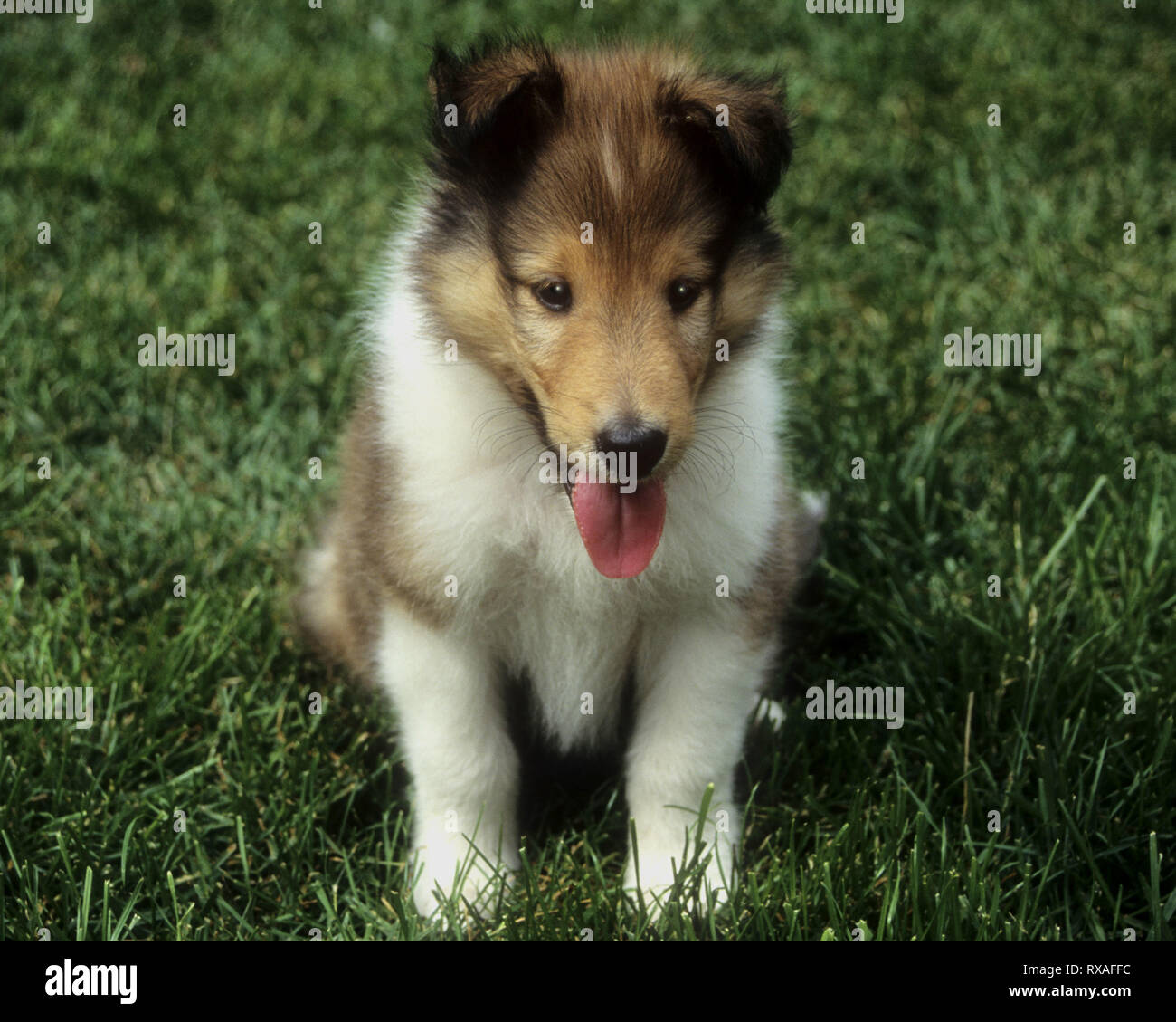 Rough collie puppies hi-res stock photography and images - Alamy