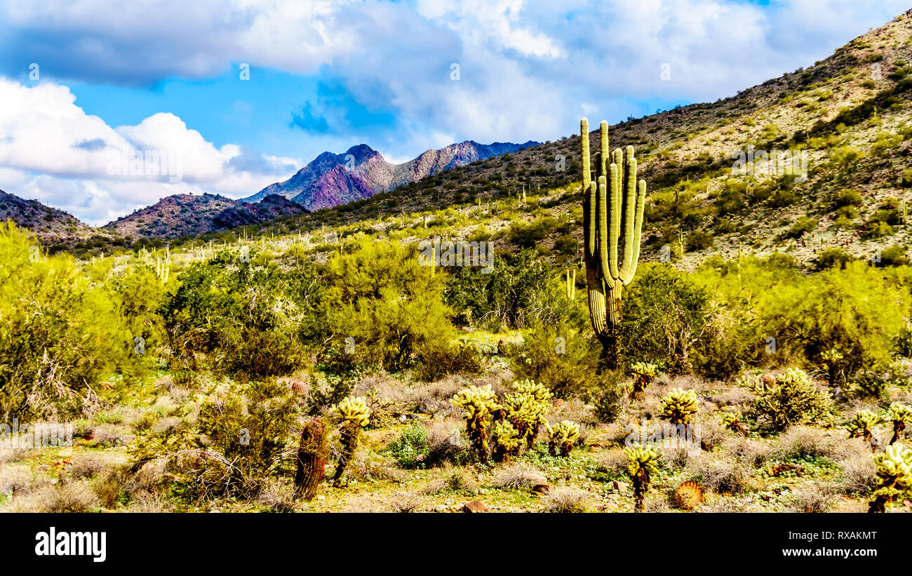 hiking-on-the-hiking-trails-surrounded-by-saguaro-cholla-and-other