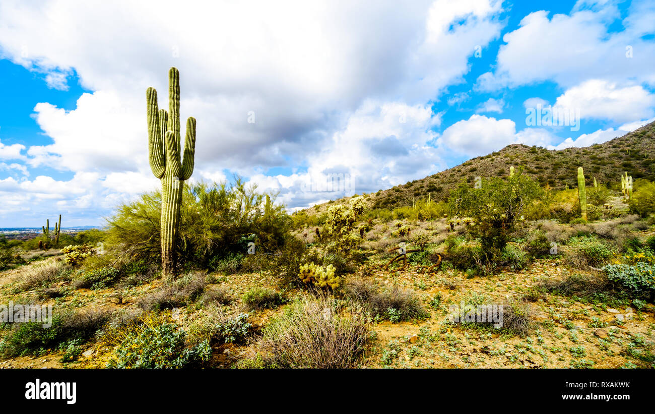 hiking-on-the-hiking-trails-surrounded-by-saguaro-cholla-and-other