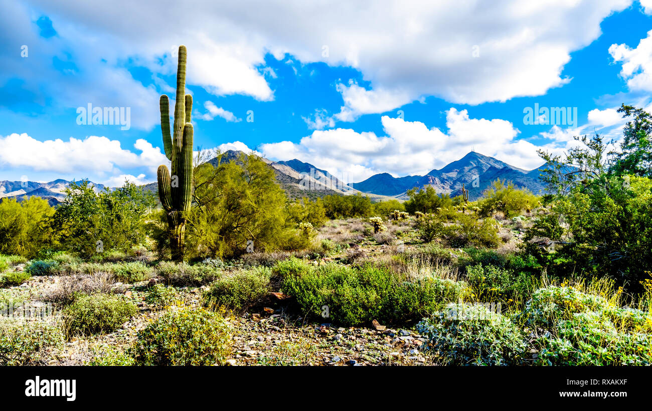 hiking-on-the-hiking-trails-surrounded-by-saguaro-cholla-and-other