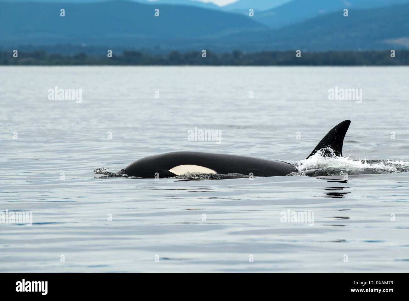Orca orcinus orca breaching hi-res stock photography and images - Alamy