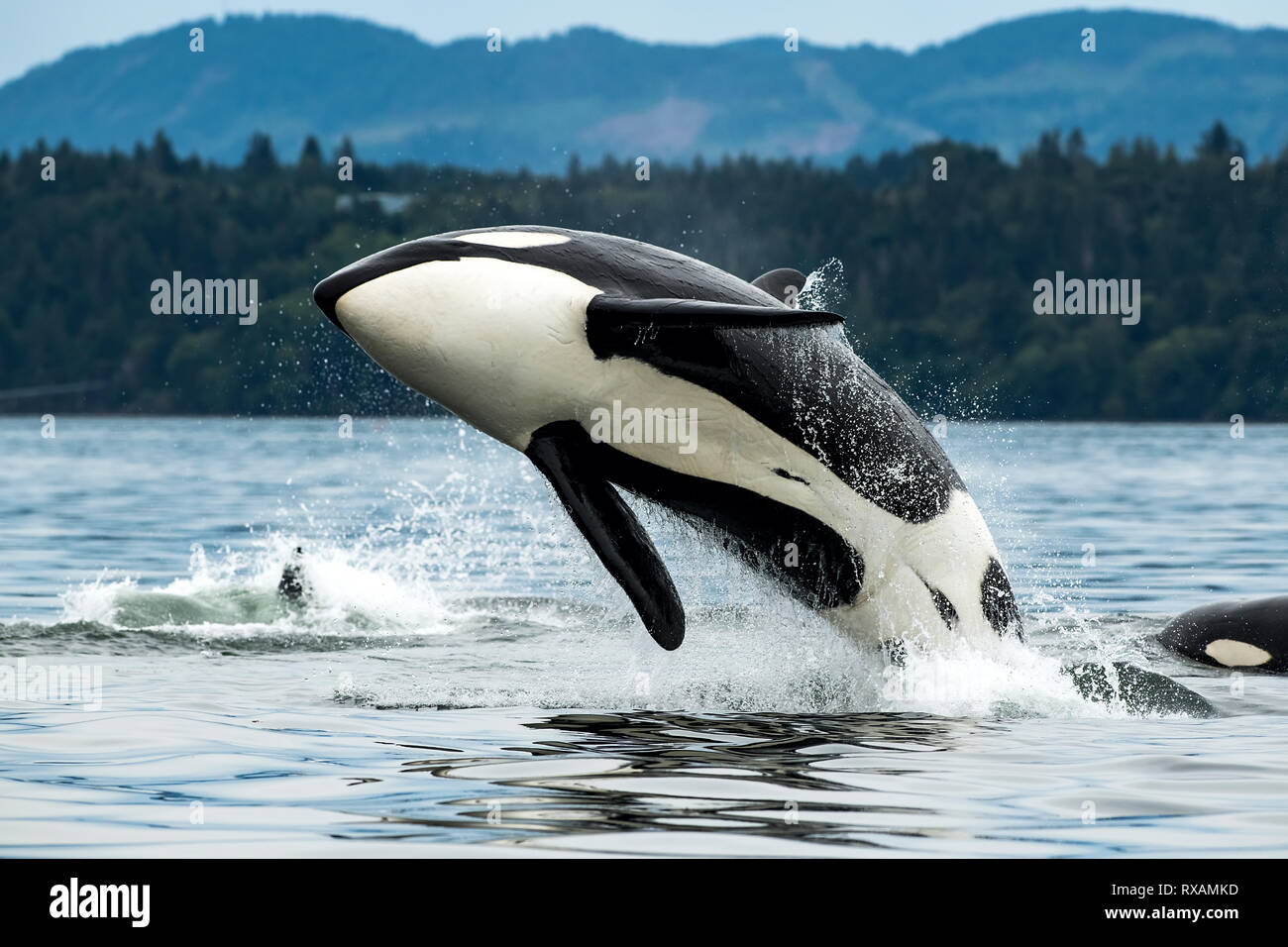Orca jumping sea hi-res stock photography and images - Alamy