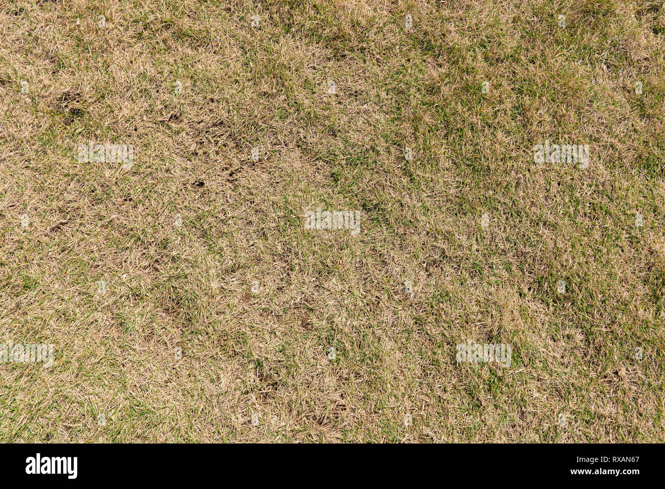 dry grass field as background and texture Stock Photo - Alamy