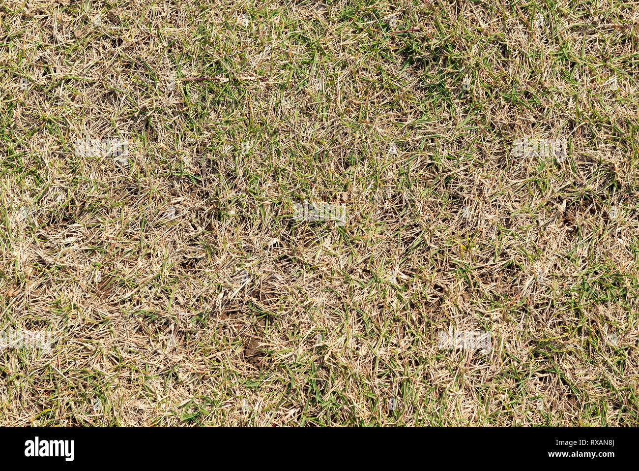 dry grass field as background and texture Stock Photo - Alamy