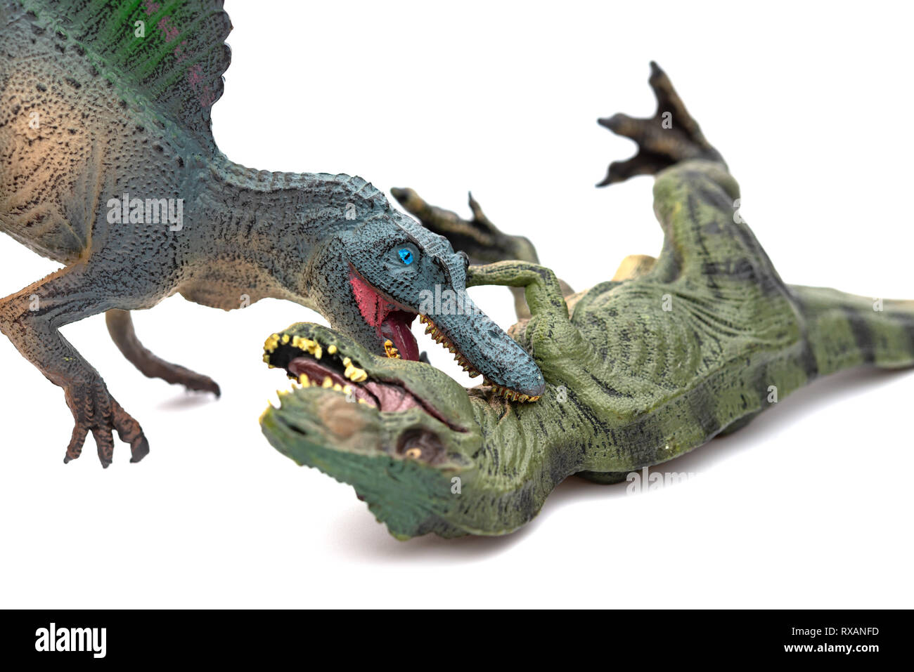 spinosaurus biting tyrannosaurus on a white background Stock Photo - Alamy