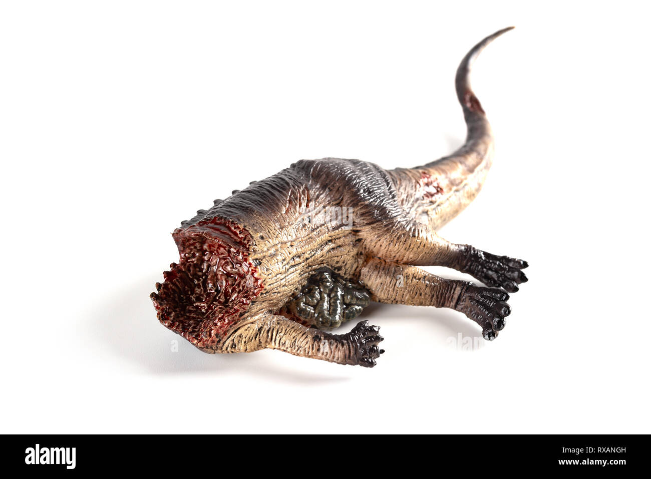 dinosaur dead body on a white background Stock Photo - Alamy
