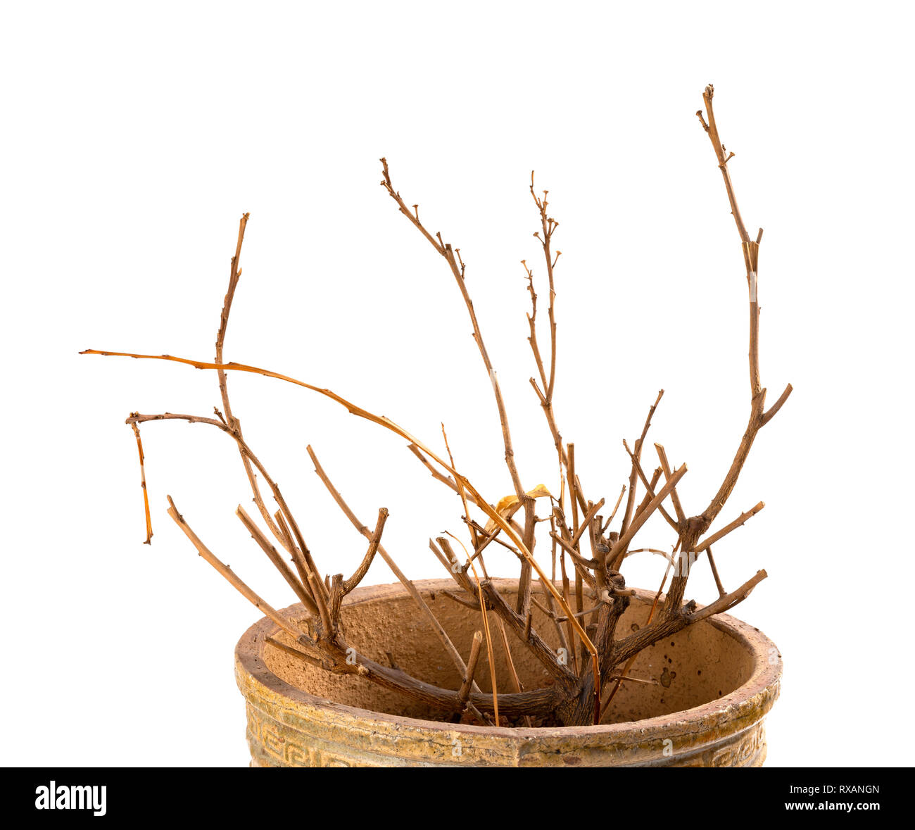 faded plant on a white background Stock Photo - Alamy