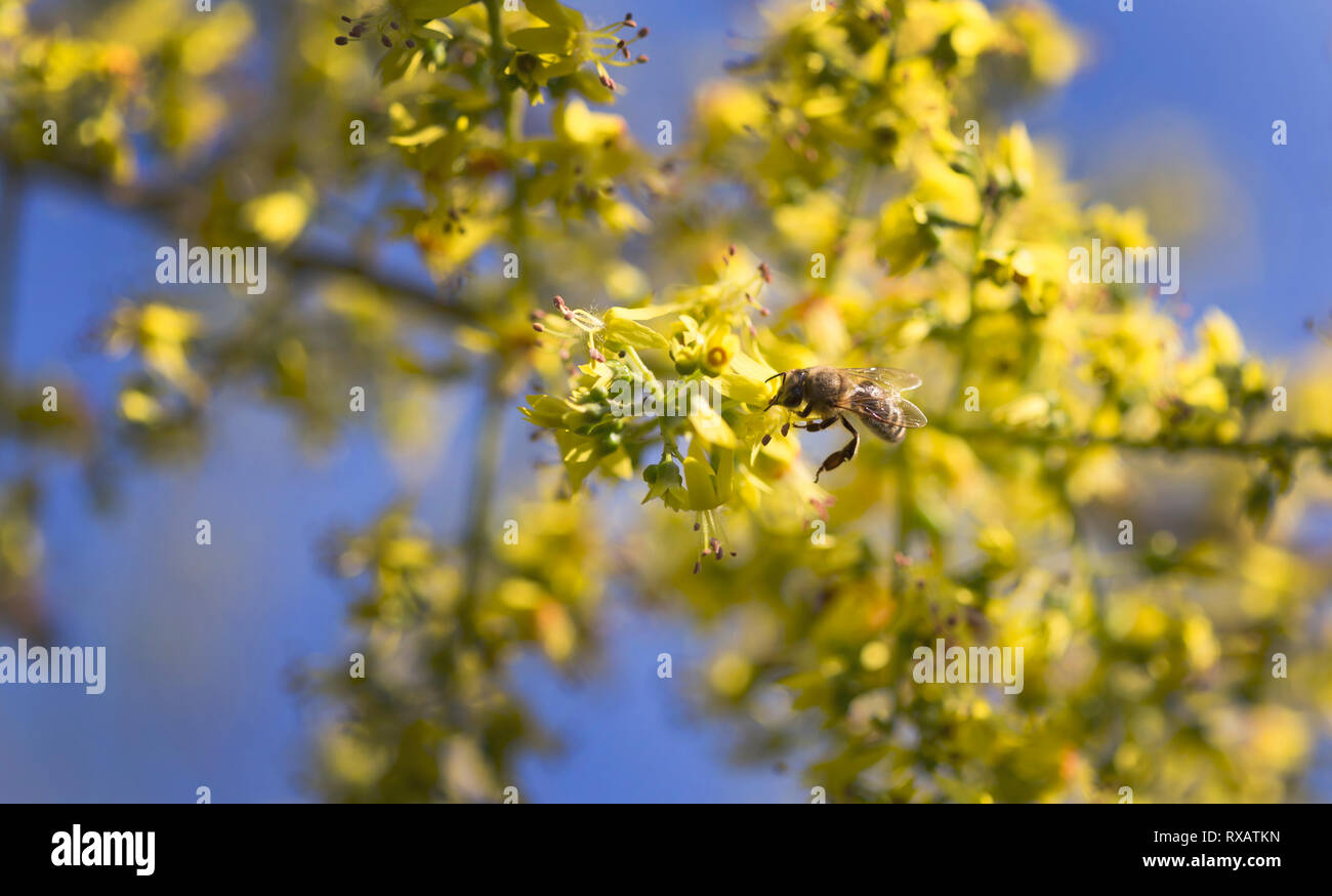 Low angle view of honey bee pollinating on flower at park during sunny ...