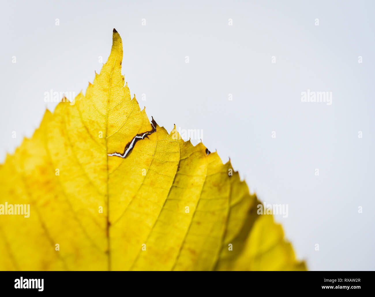 Overhead view of yellow maple leaf on white background Stock Photo - Alamy