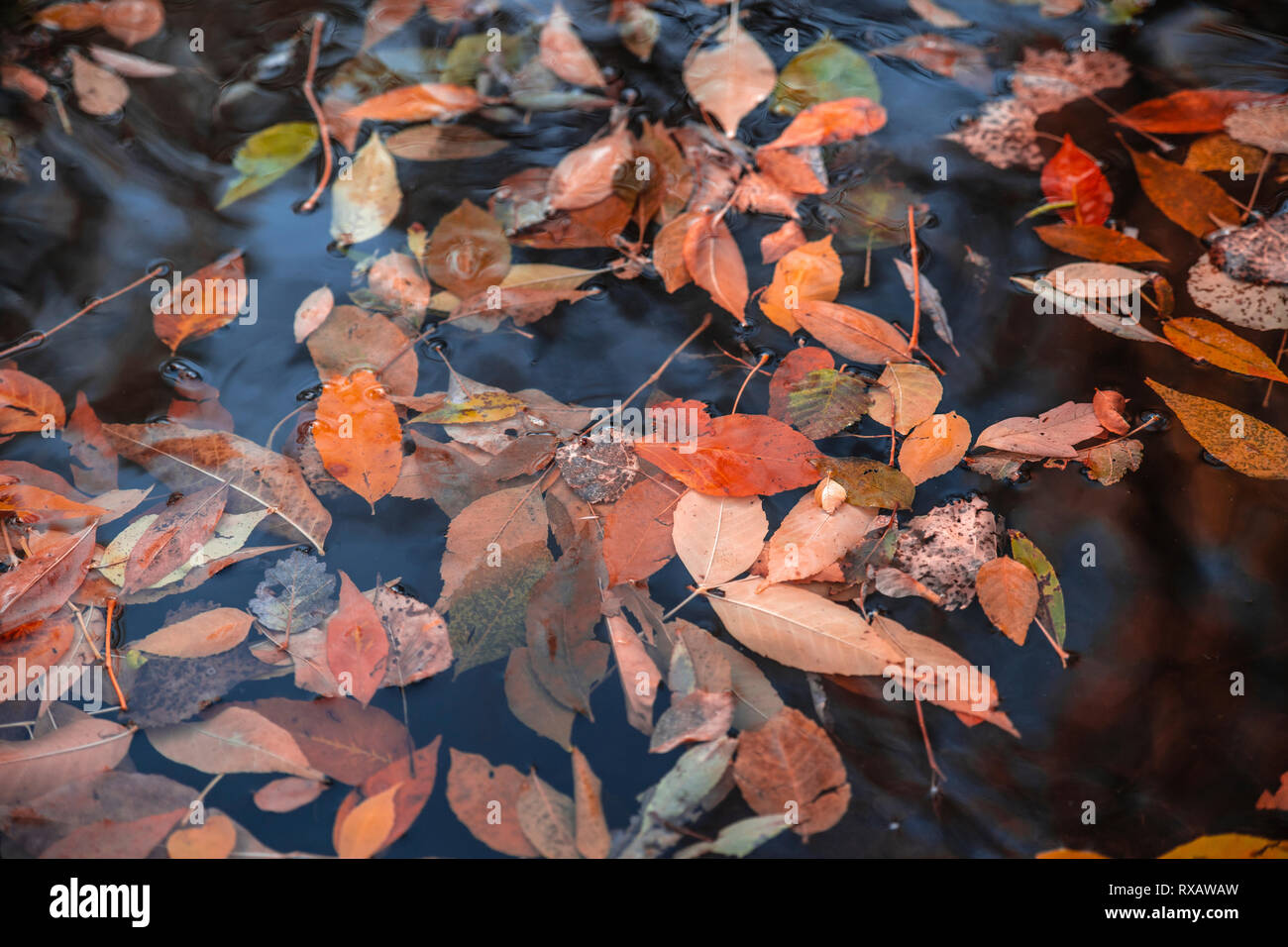 Autumn leaves on lake hi-res stock photography and images - Alamy