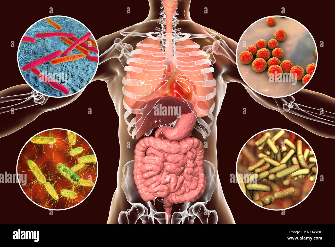 Bacteria that cause human infections, illustration Stock Photo - Alamy