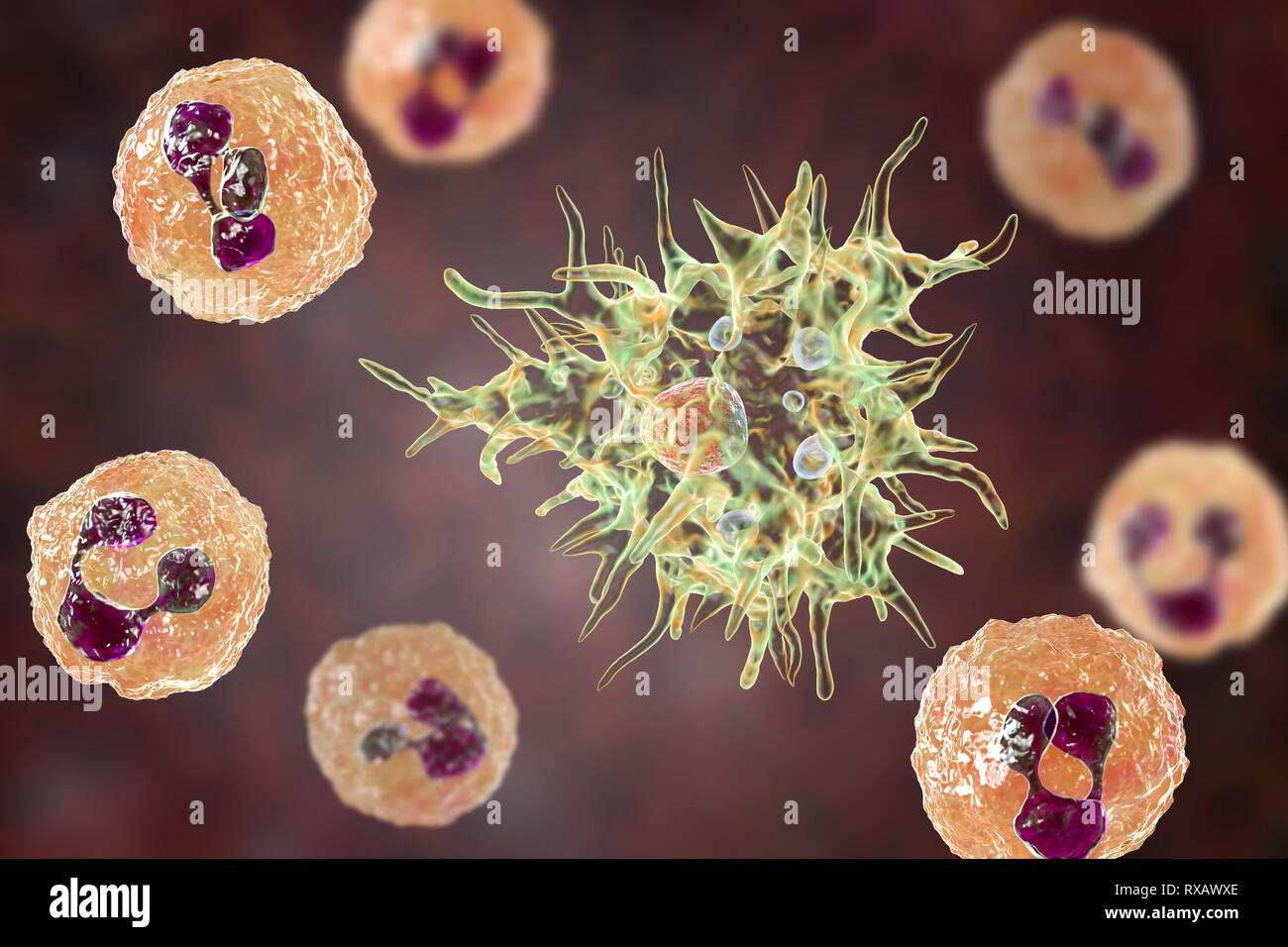 Acanthamoeba keratitis hi-res stock photography and images - Alamy