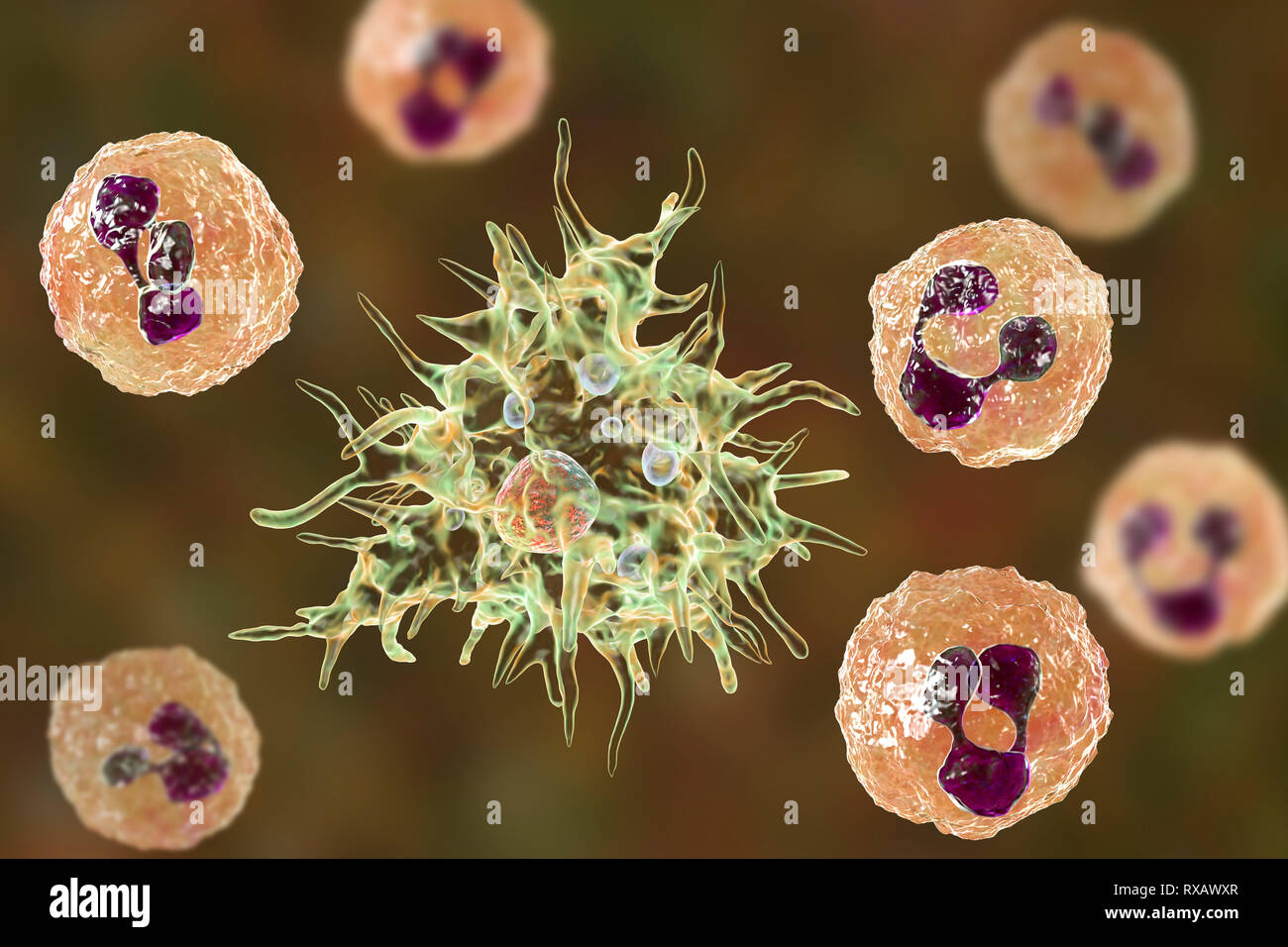 Acanthamoeba amoeba in cerebrospinal fluid, illustration Stock Photo ...