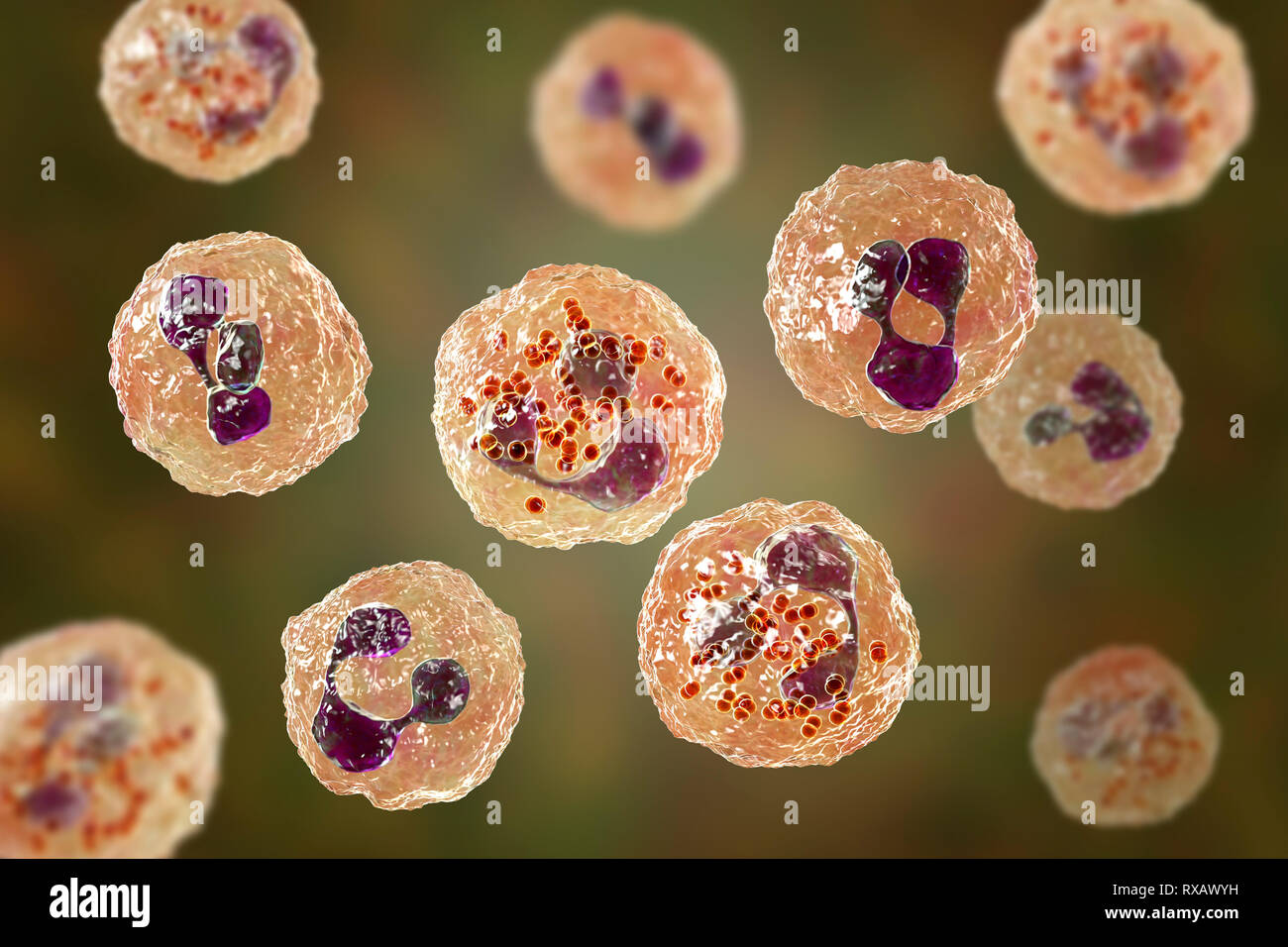 Illustration neisseria meningitidis gram hi-res stock photography and ...